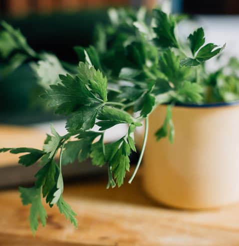 Parsley - Whole Foods Feeding Tube Ingredients - Functional Formularies